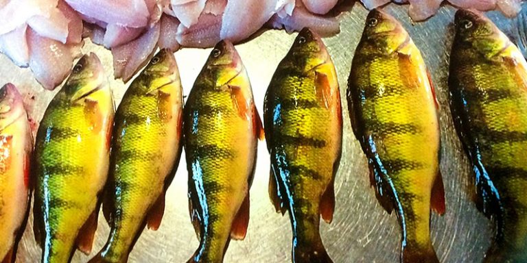 Northern Minnesota Fishing | Cass Lake Lodge | Cass Lake, MN
